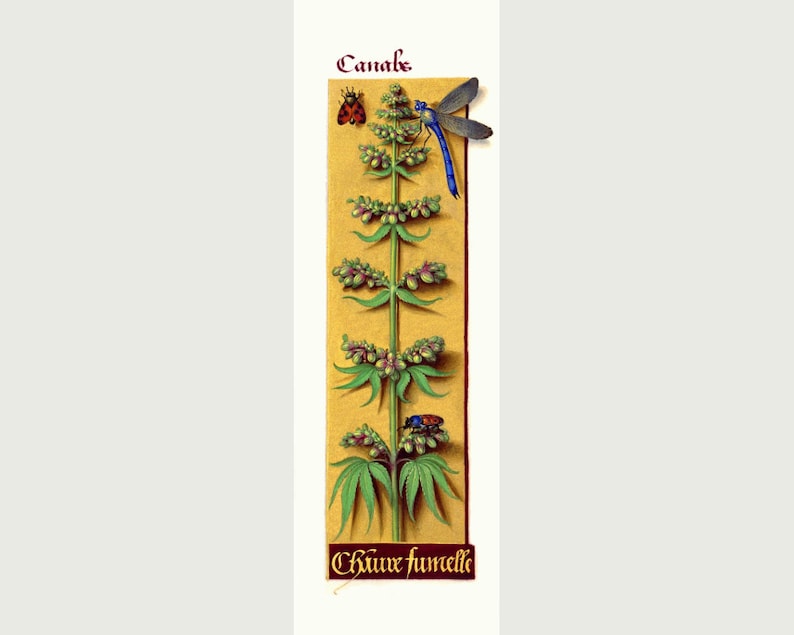 Vintage Botanical Cannabis Art Print, Antique Marijuana Painting ...