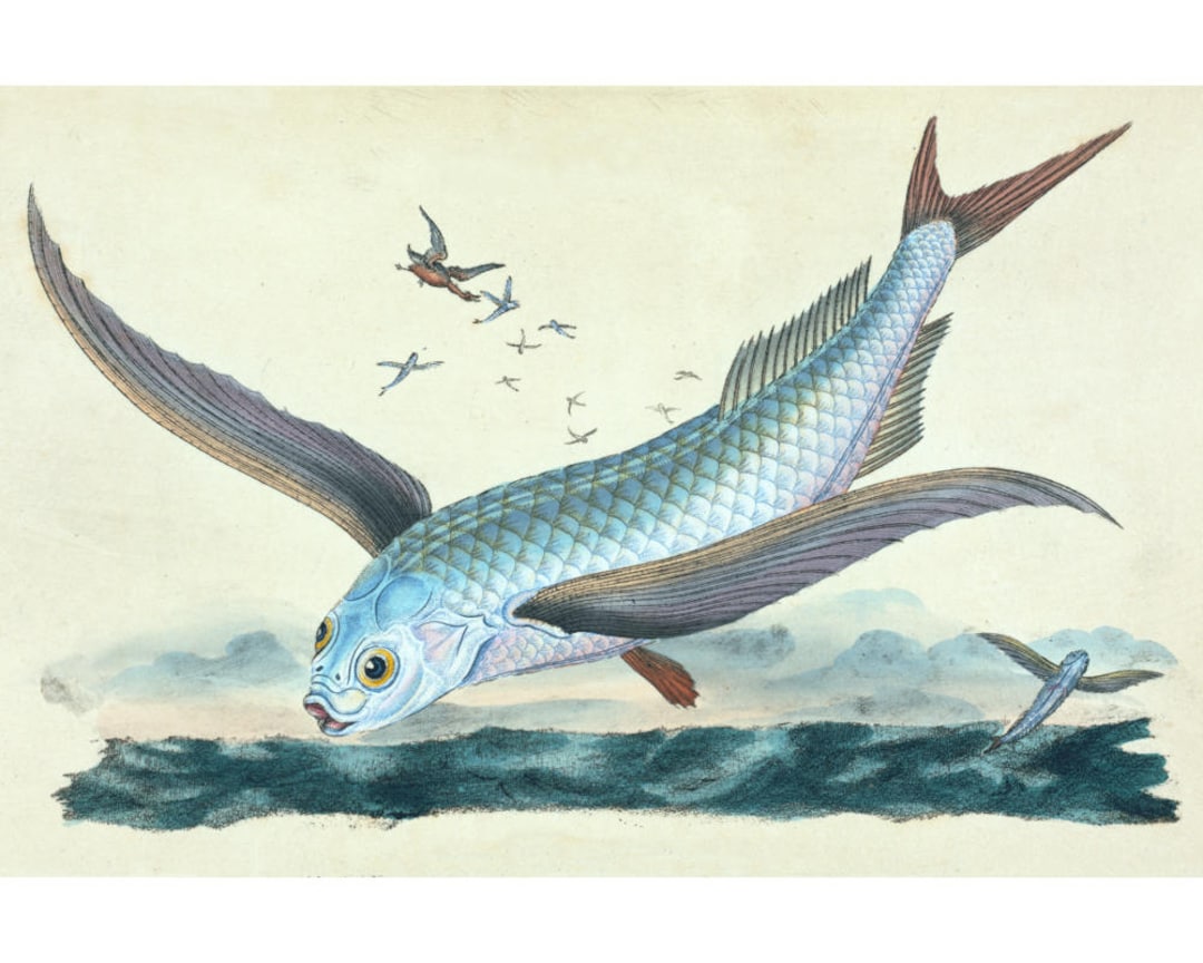 Flying Fish Art Print, Nautical Wall Decor, Nautical Wall Art, Fish ...