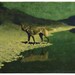 Two Wolves Art Print Franz Marc Modern Wolf Art Cubist - Etsy