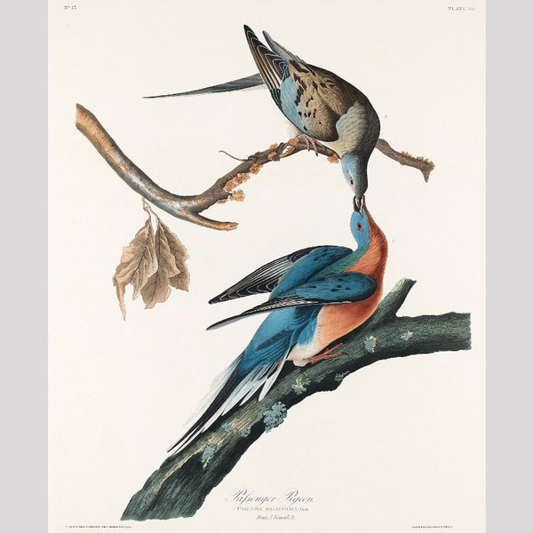 Passenger Pigeon - Etsy