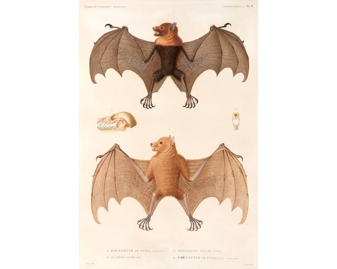 Antique Bats Art Print, Vintage Bat Art Print, Fruit Bats Illustration ...
