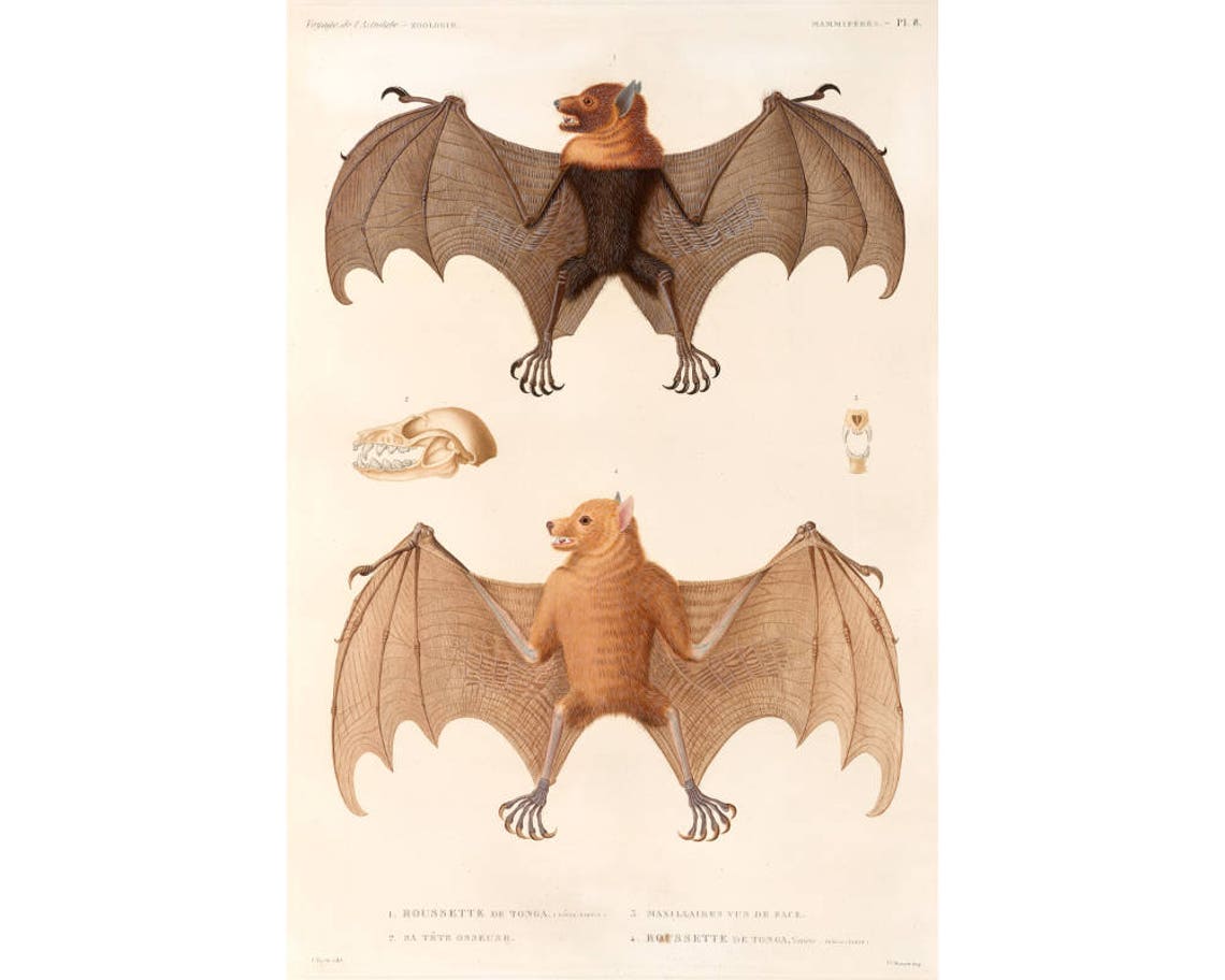 Antique Bats Art Print Vintage Bat Art Print Fruit Bats - Etsy