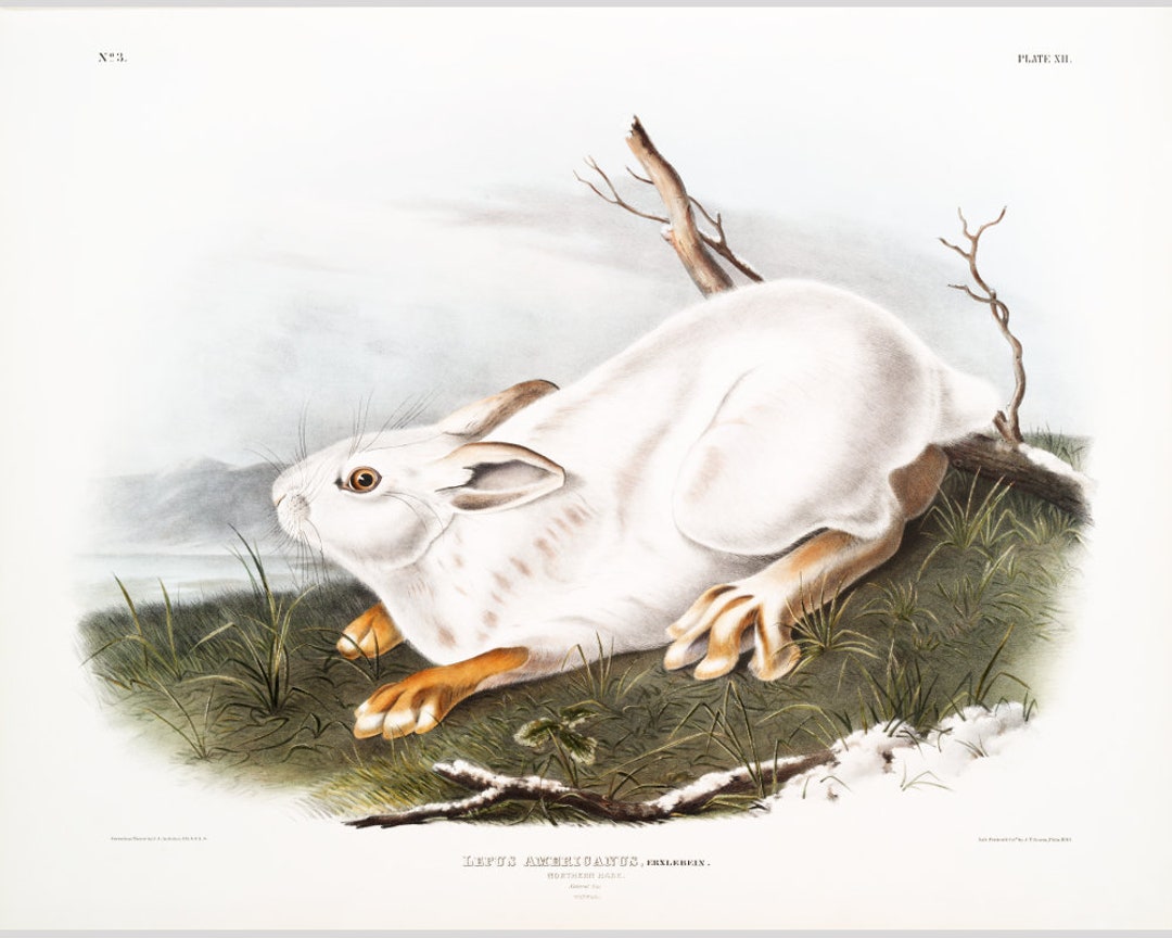 Audubon Snowshoe Hare Art Print, Northern Hare in Winter, White Rabbit ...