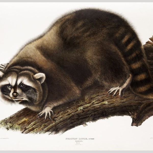 Raccoon Painting - Etsy