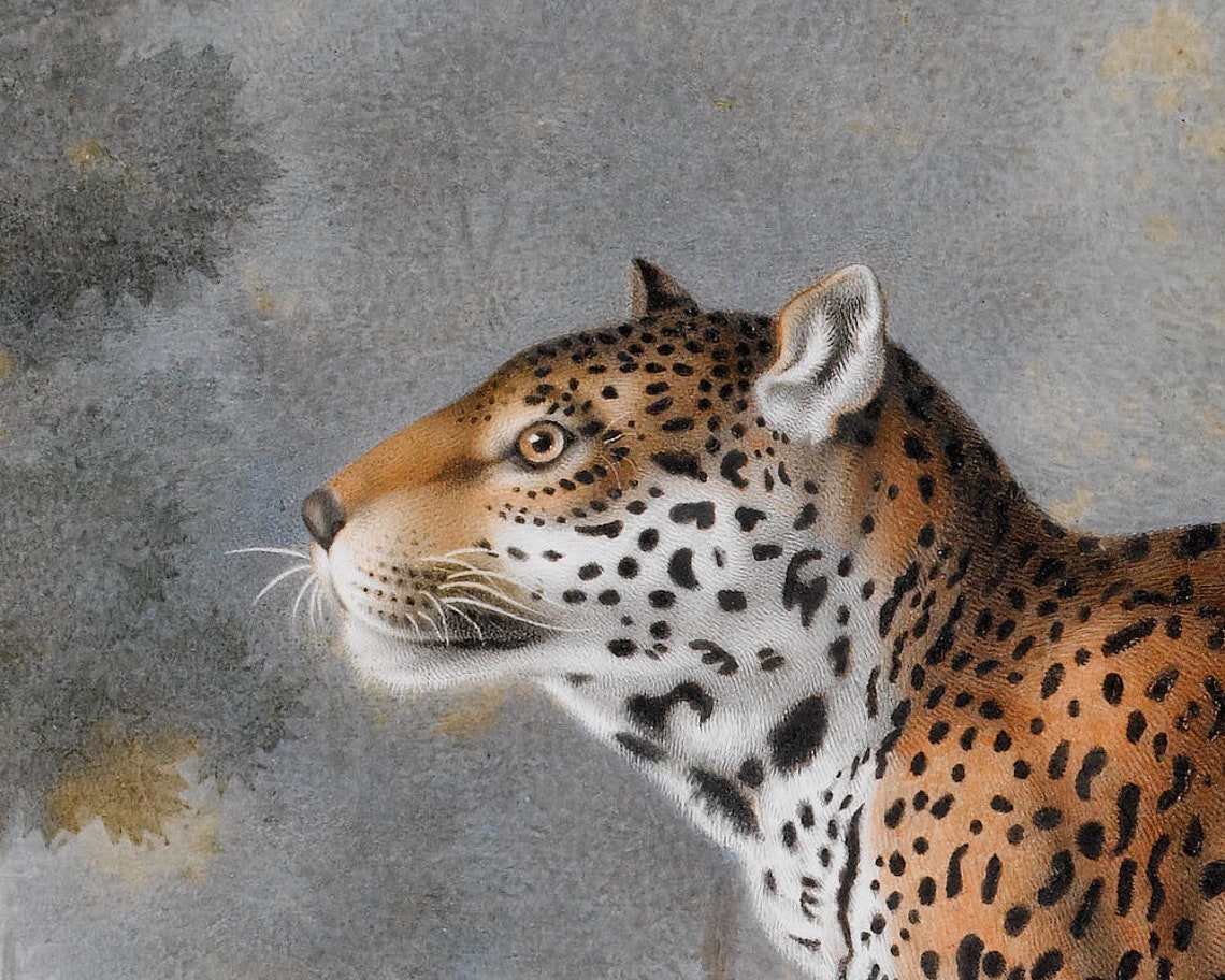 Antique Leopard Painting, 19th Century, Vintage Animal Art Print, Big ...