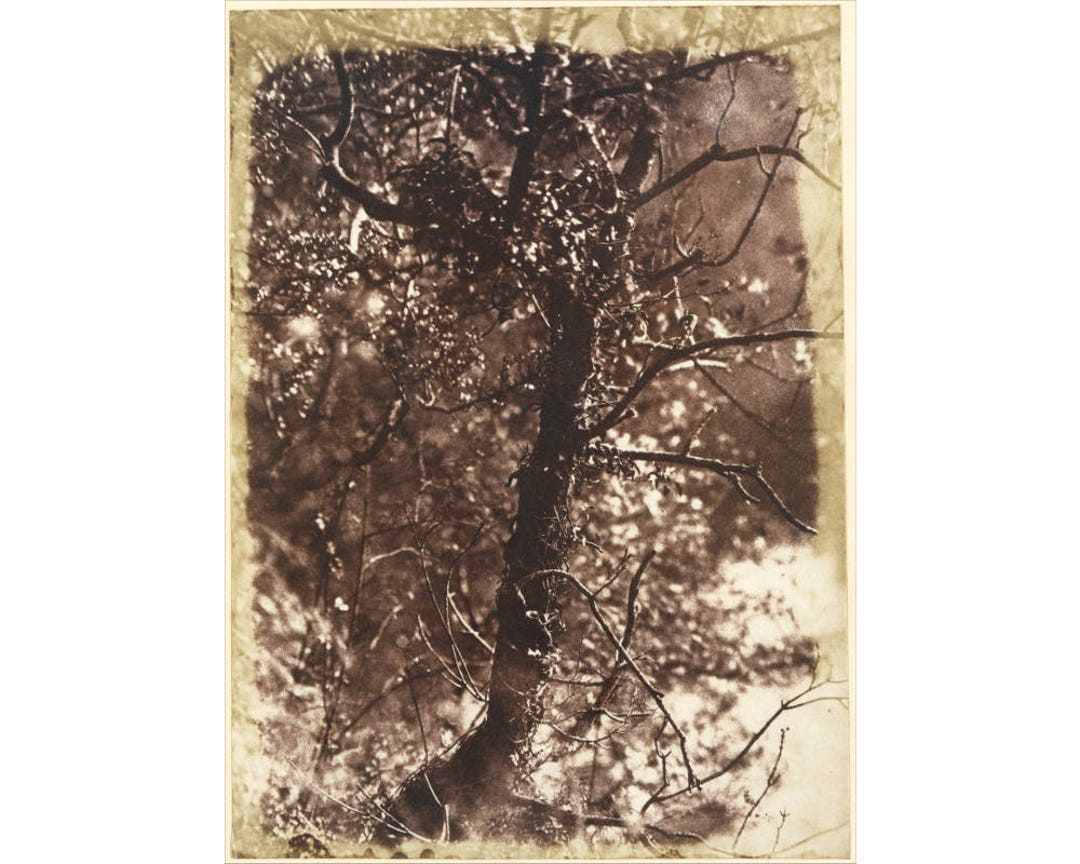 Tree Art Print, Antique Tree Photography, Nature Art Print, Tree Wall ...