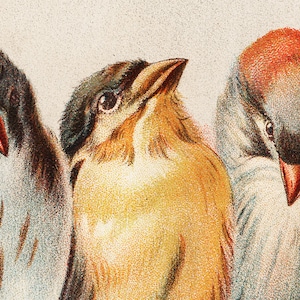 Songbirds Art Print, A Perch of Birds by Hector Giacomelli, Bird Lover ...