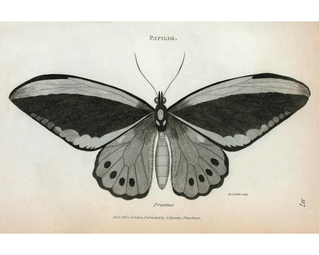 Large Moth Art Print, Giant Black Moth Art, Moth Wall Art, Moth Poster ...