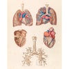Smoking Skeleton Art Print, Vincent Van Gogh, Antique Memento Mori ...