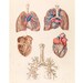Vintage Anatomical Poster, Human Anatomy Chart, Heart, Lungs, Science ...