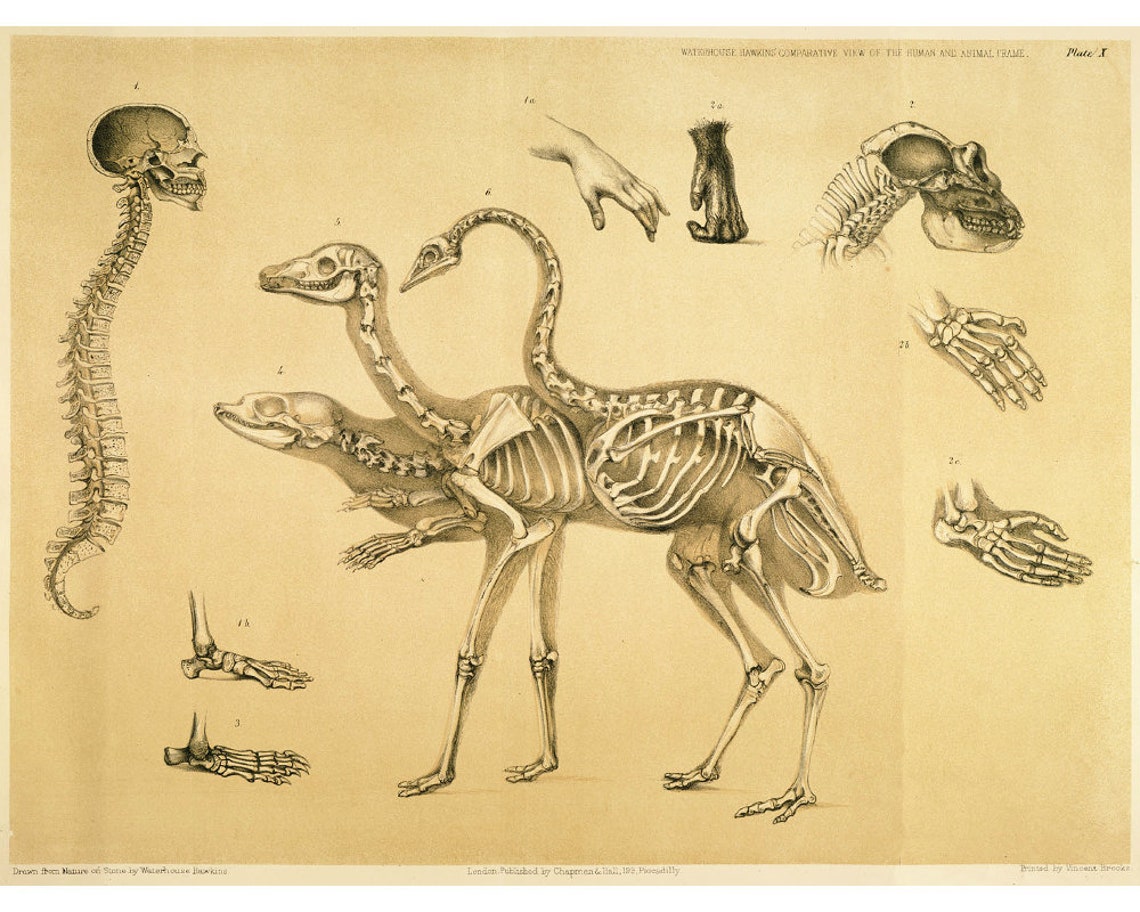 Antique Anatomy Illustration, Animal Skeletons Wall Art, Vintage ...