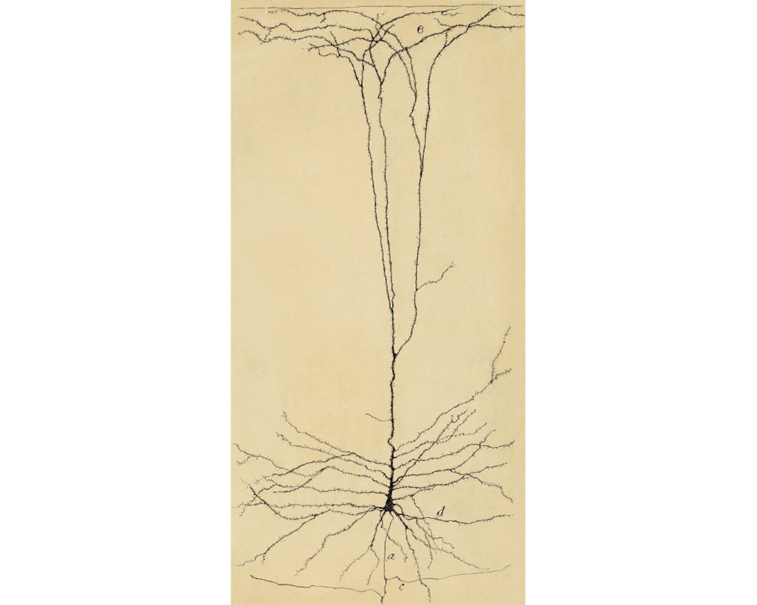 Neuron Art Print, Santiago Ramón Y Cajal Drawing, Neuroscience Wall Art ...