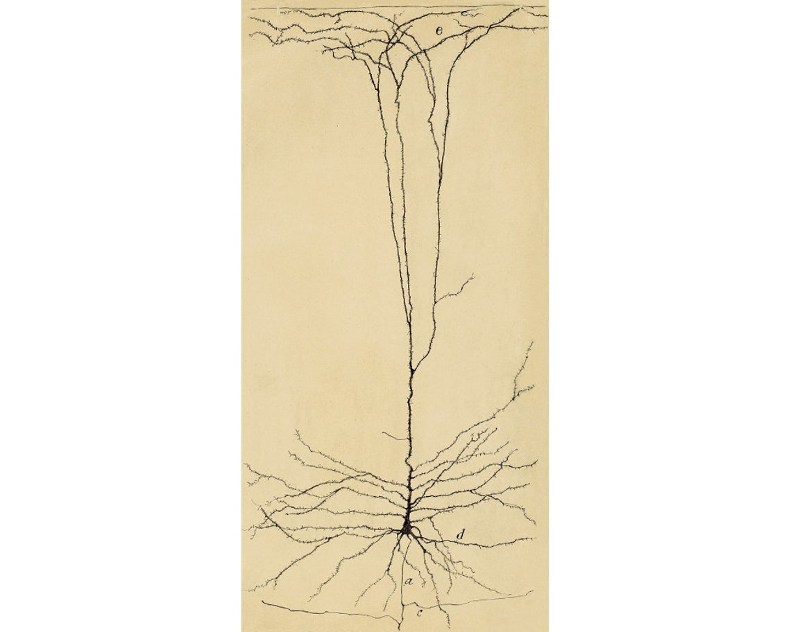 Neuron Art Print Santiago Ramón Y Cajal Drawing Neuroscience - Etsy
