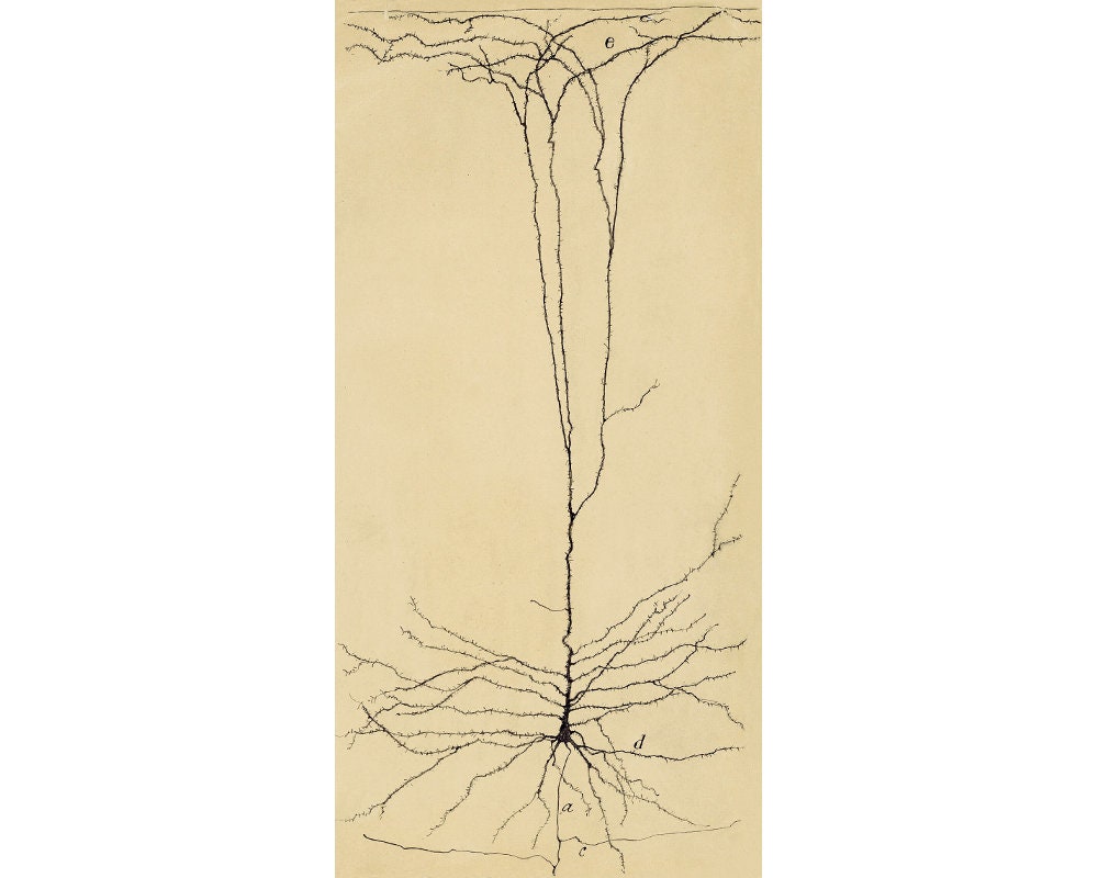 Neuron Art Print Santiago Ramón Y Cajal Drawing Neuroscience - Etsy