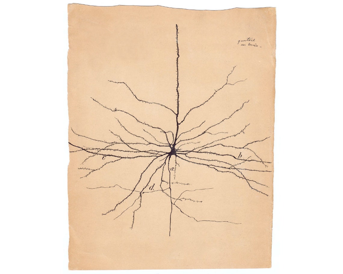 Santiago Ramón Y Cajal Neuron Drawing Art Print, Antique Brain Anatomy ...