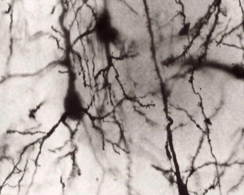 Neurons Photograph by Santiago Ramón Y Cajal Neuroscience Art - Etsy