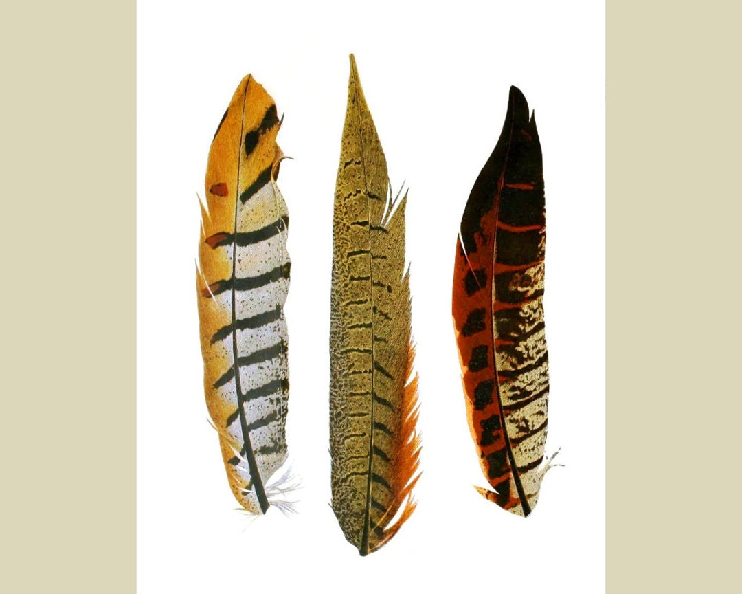 Vintage Feathers Art Print, Bird Feathers Painting, Wildlife Art ...