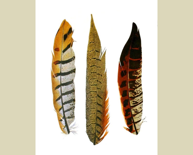 Vintage Feathers Art Print Bird Feathers Painting Wildlife - Etsy