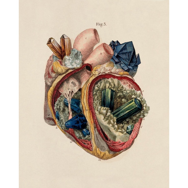 Vintage Anatomical Poster - Etsy