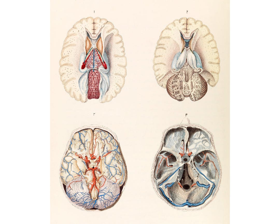 Antique Brain Anatomy Art Print, Human Anatomical Chart, Vintage ...