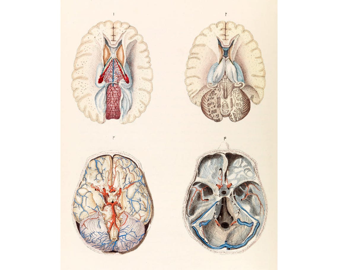 Antique Brain Anatomy Art Print Human Anatomical Chart - Etsy