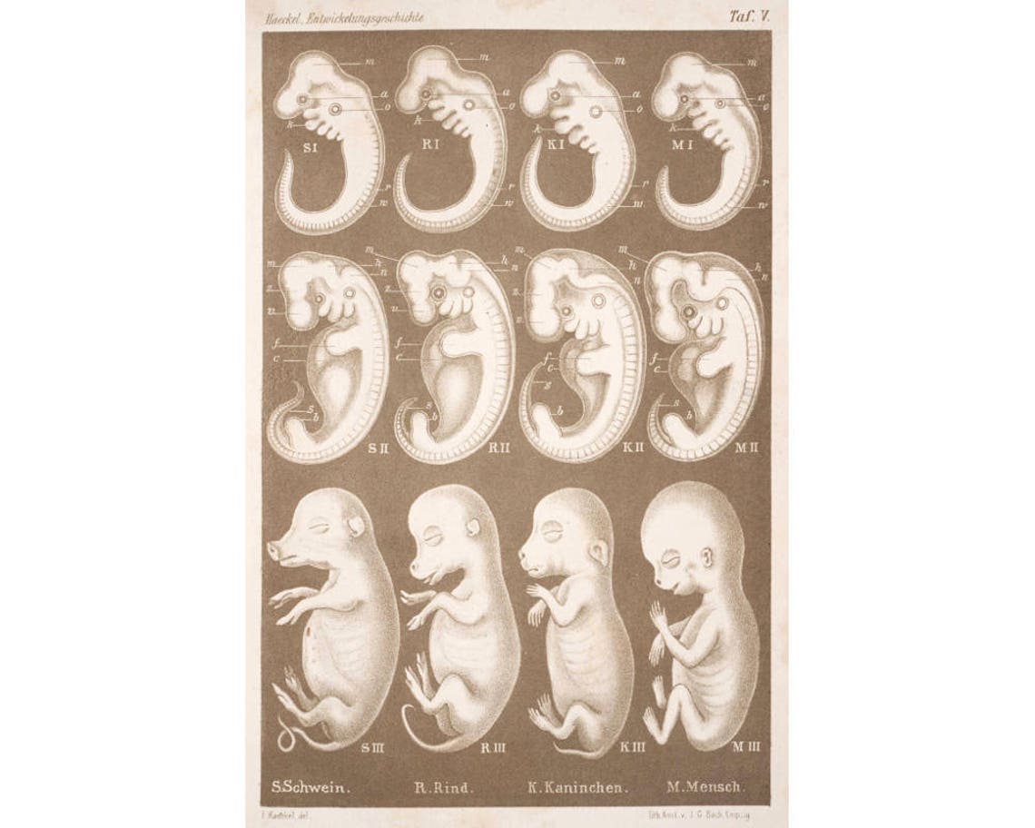Ernst Haeckel Embryos Art Print, Antique Science Art, Vintage Biology ...