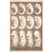 Ernst Haeckel Embryos Art Print, Antique Science Art, Vintage Biology ...
