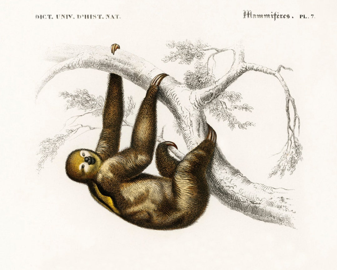 Three-toed Sloth Art Print, Antique Sloth Painting, Vintage Sloth Wall ...