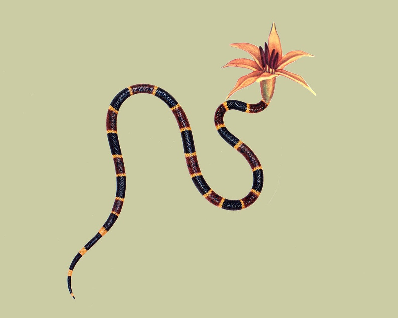 Surreal Collage Print SNAKE FLOWER Fine Art Print Botanical - Etsy