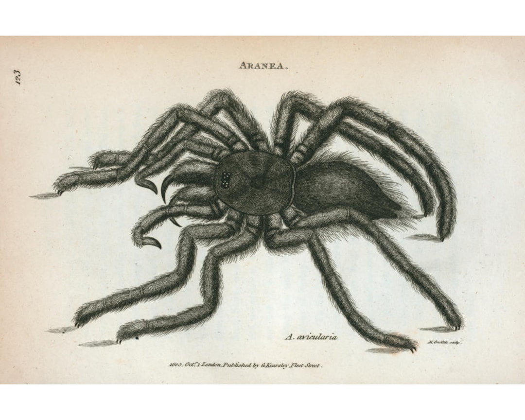 Antique Tarantula Art Print, Spider Art Print, Giant Tarantula, Big ...