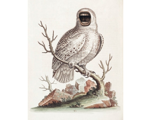 Bad Omen Surreal Collage Art Print Strange Animal Wall Art - Etsy