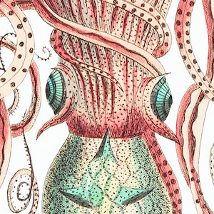 Colorful Vintage Octopus Art Print, Ocean Animal Illustration ...