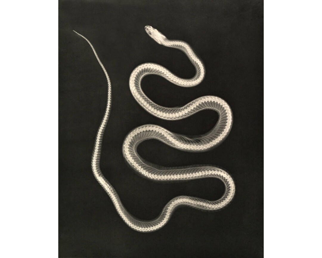 Snake Art Print, Snake Wall Art, Xray Art, Snake Skeleton, Anatomical ...
