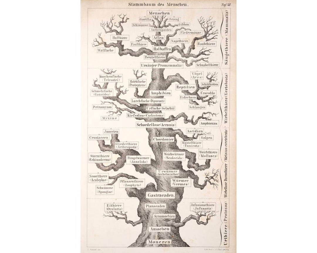 Evolutionary Tree Art Print, Evolution Art, Ernst Haeckel Family Tree ...