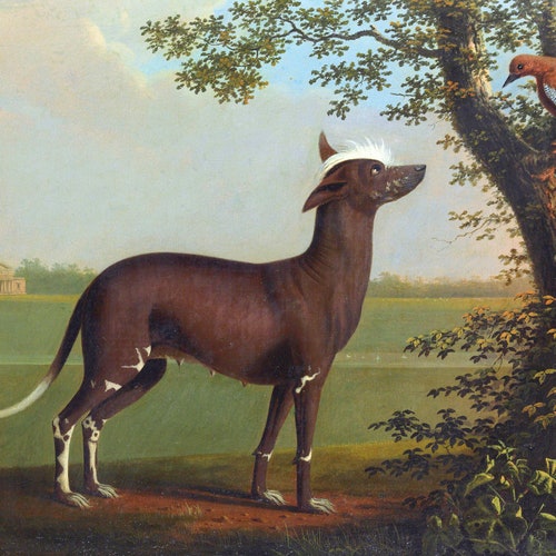 Antique Dog Painting Xolo Dogs Art Print Vintage Animal Wall - Etsy