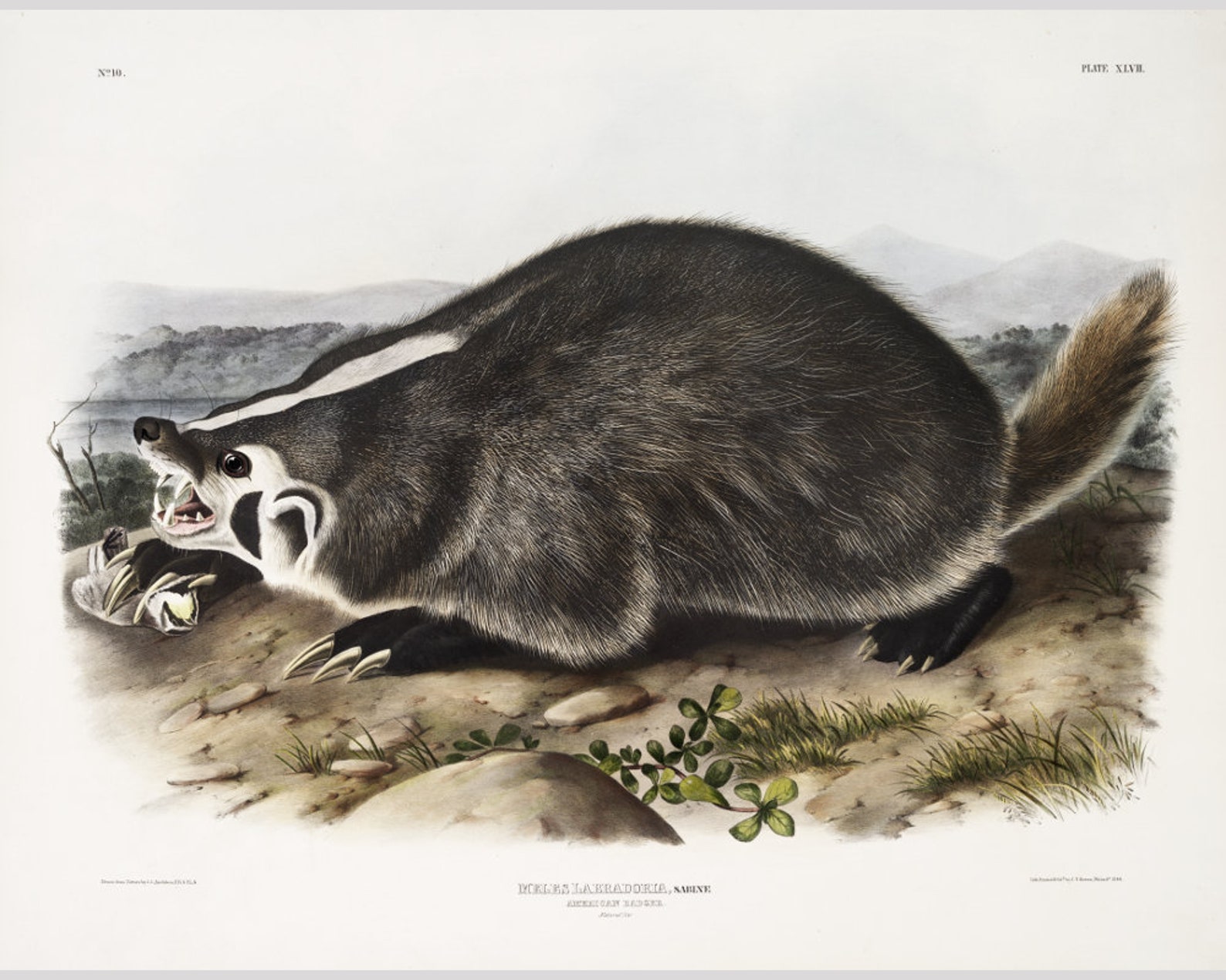 Audubon American Badger Art Print, Vintage Wildlife Wall Art, Antique ...