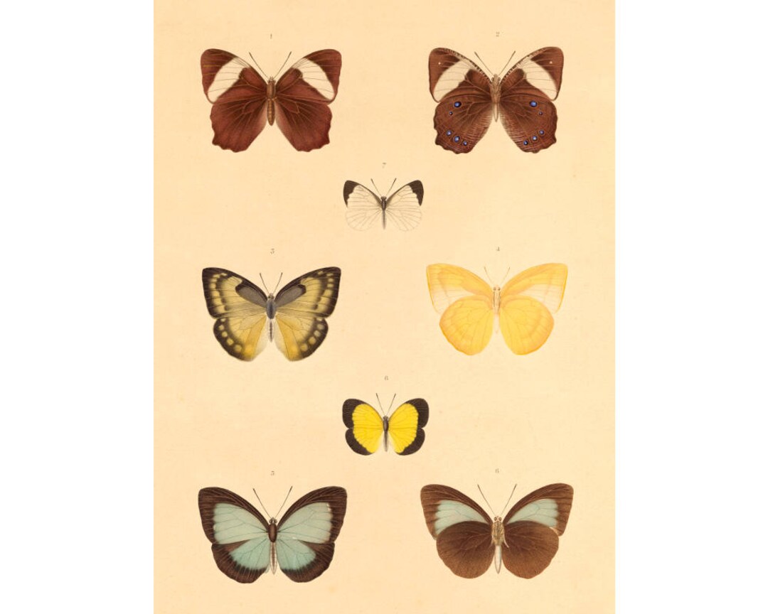 Antique Butterflies Art Print, Butterfly Wall Art, Butterfly Collection ...