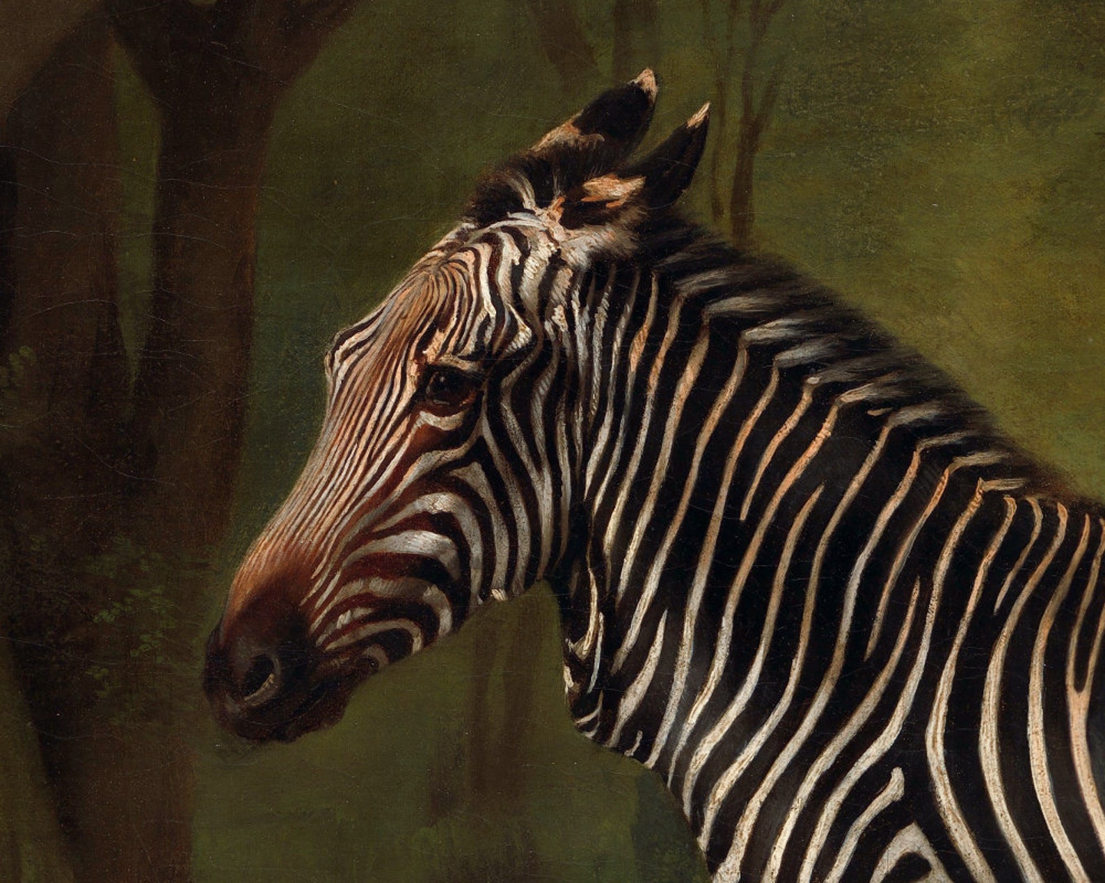 Antique Zebra Oil Painting George Stubbs Zebra Art Print - Etsy