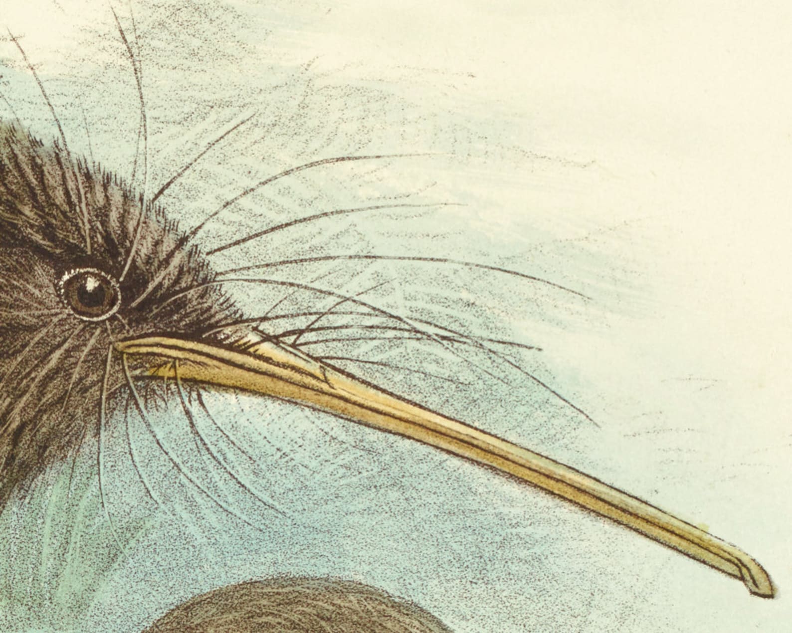 Kiwi Bird Art Print New Zealand Wildlife Illustration - Etsy