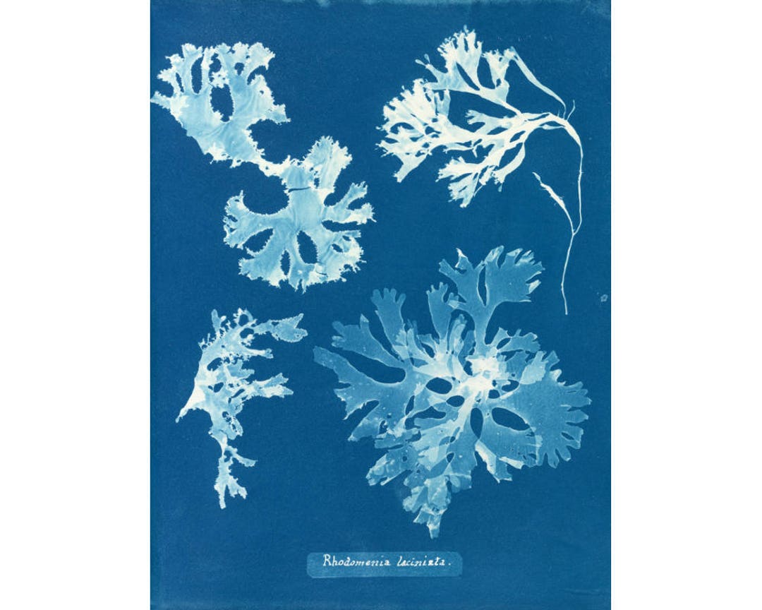 Marine Biology Art Print, Natural History Wall Art, Beach House Decor ...