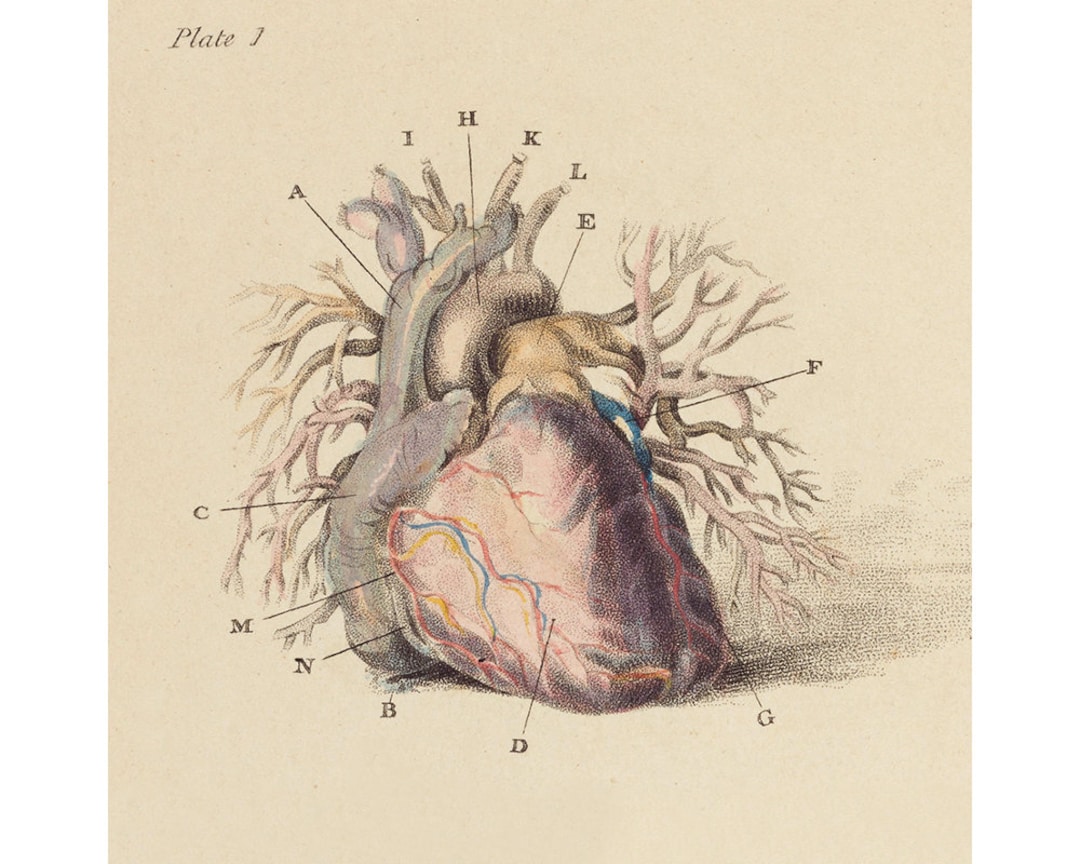 Human Heart Illustration