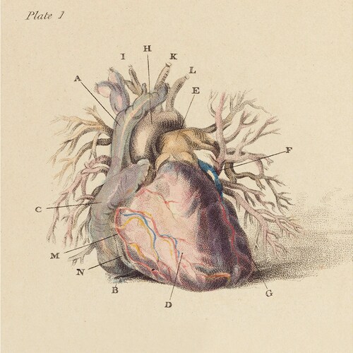 Antique Anatomical Heart Illustration Vintage Heart Anatomy - Etsy