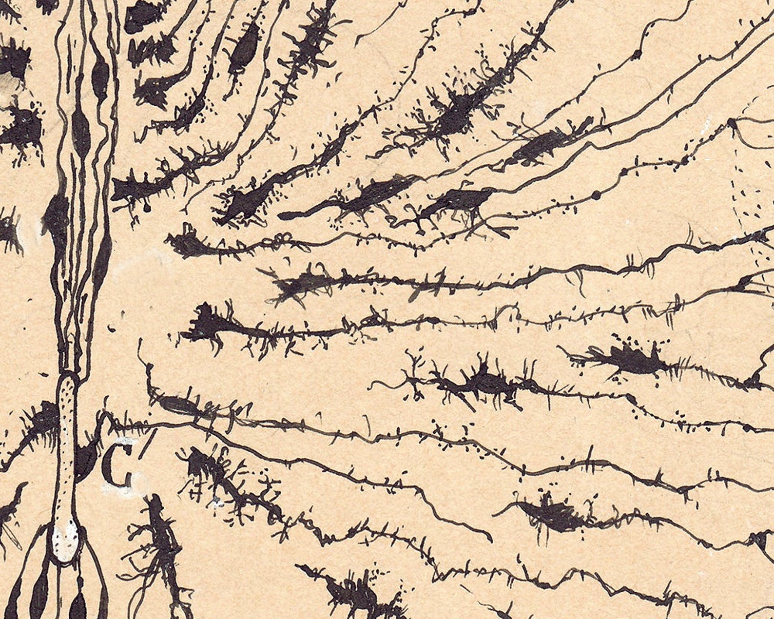 Santiago Ramón Y Cajal Neurons Drawing Art Print - Etsy