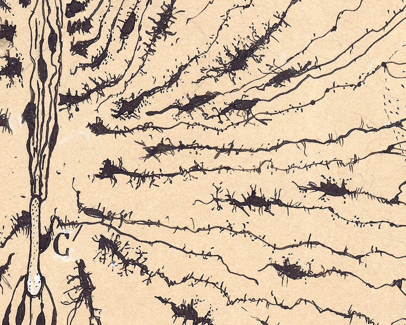 Santiago Ramón Y Cajal Neurons Drawing Art Print, Neuroscience, Antique ...