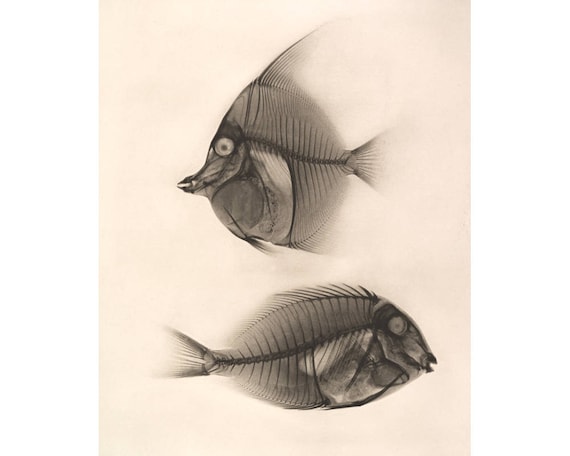 X Ray Fish Drawing