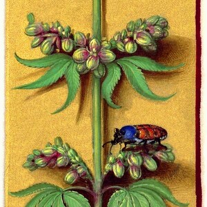Vintage Botanical Cannabis Art Print, Antique Marijuana Painting ...
