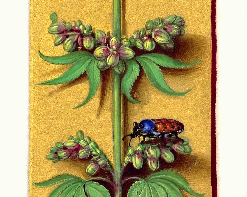 Vintage Botanical Cannabis Art Print Antique Marijuana - Etsy
