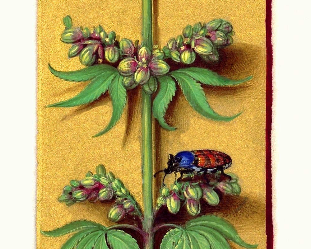 Vintage Botanical Cannabis Art Print Antique Marijuana - Etsy