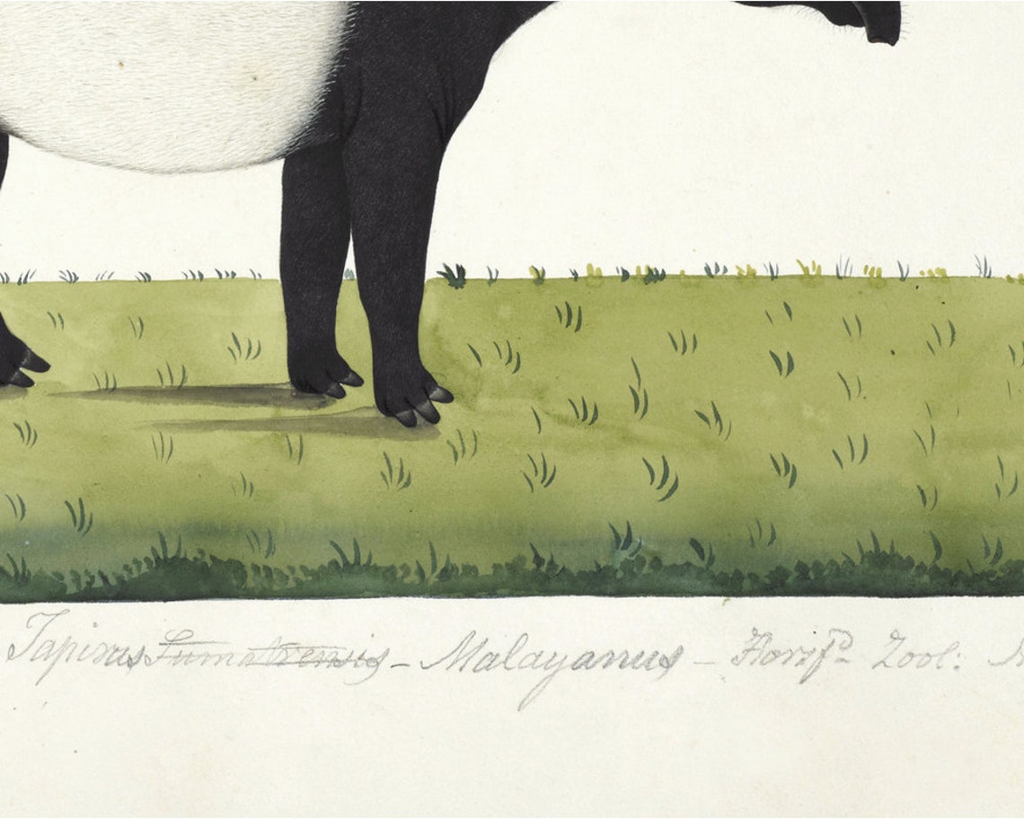 Tapir Art Print, Antique Indian Painting of Malayan Tapir, Southeast ...