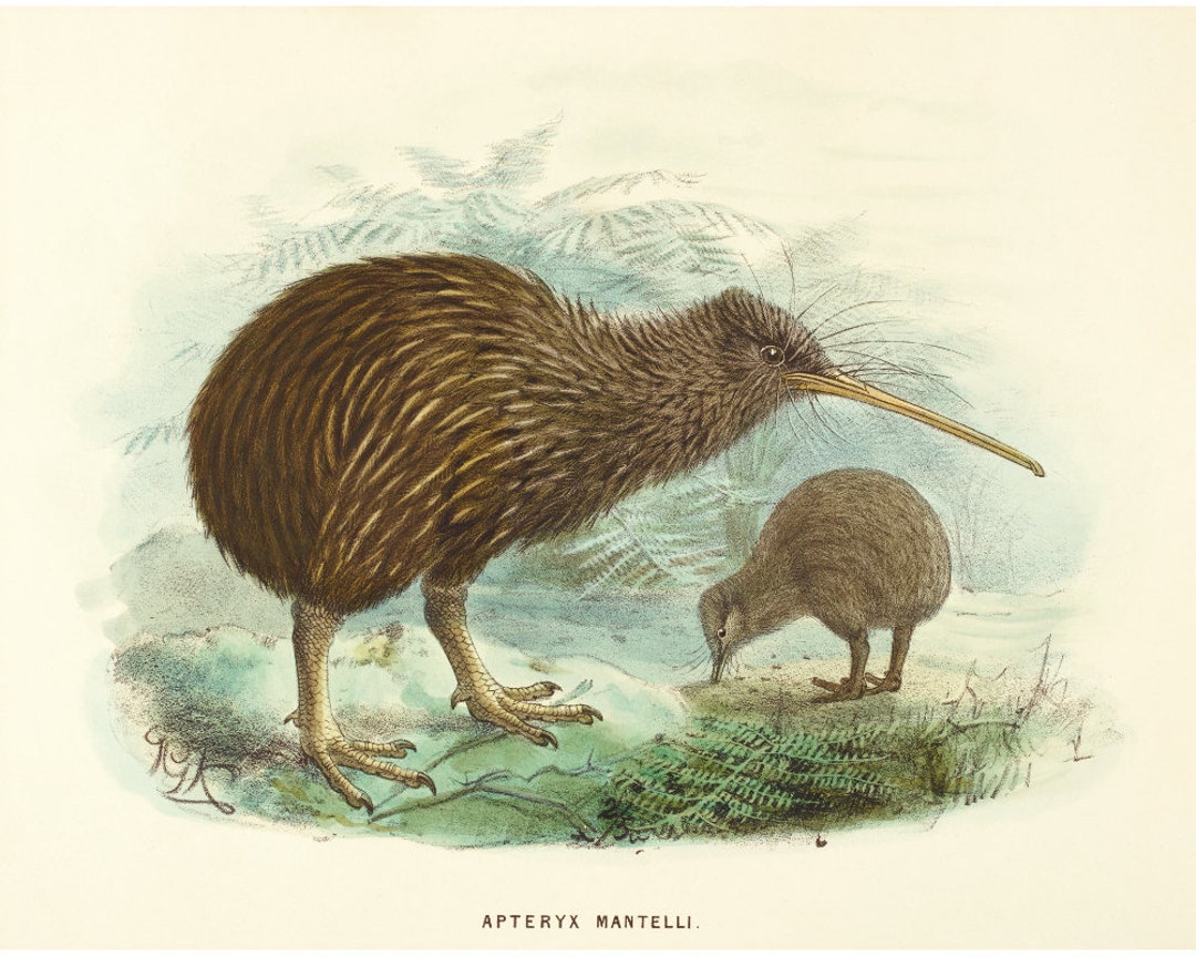 Kiwi Bird Art Print, New Zealand Wildlife Illustration, Antique Animal ...